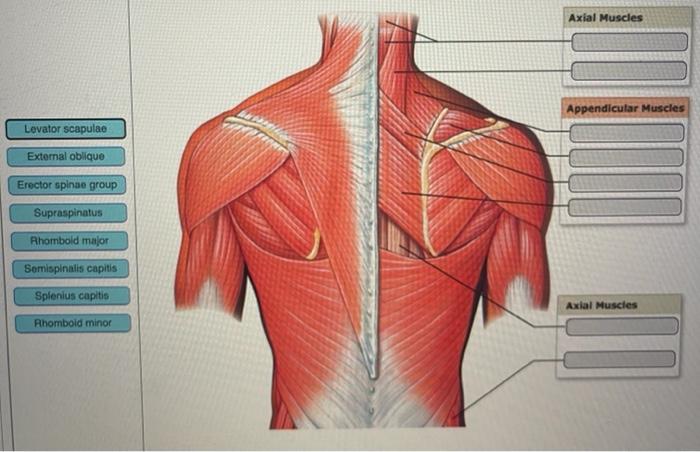 Solved Muscles That Position the Pectoral Girdle Serratus | Chegg.com