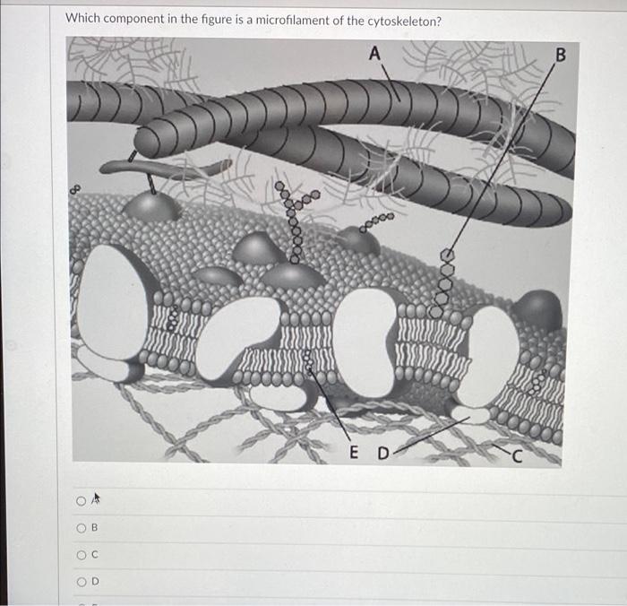 Solved Which component in the figure is a microfilament of | Chegg.com