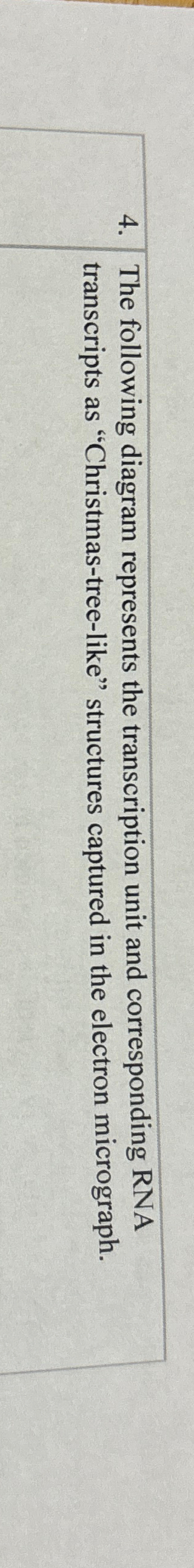 Solved The following diagram represents the transcription | Chegg.com