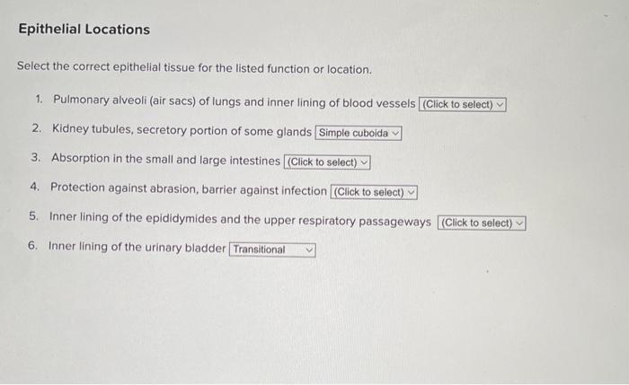 Solved Epithelial Locations Select the correct epithelial | Chegg.com