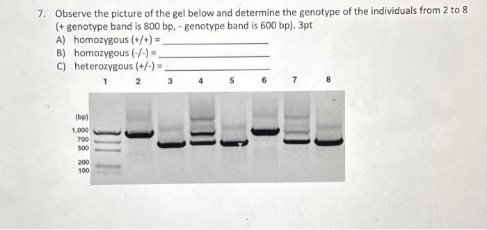 Solved 7. Observe the picture of the gel below and determine | Chegg.com
