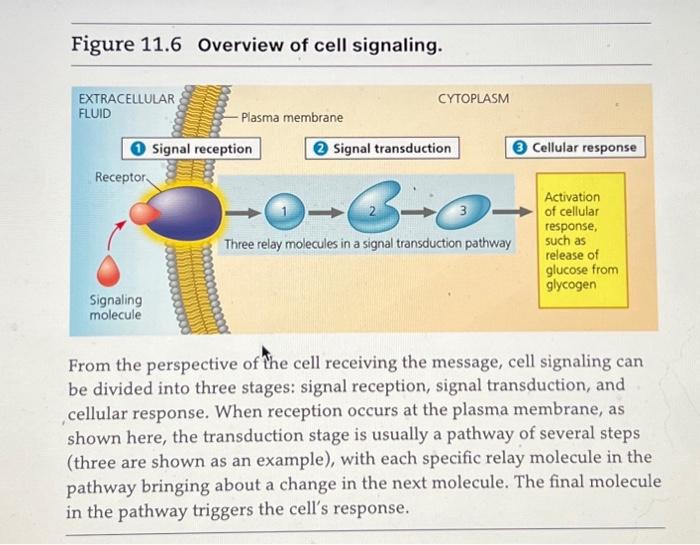 Intercellular Communication Cells Use Signaling