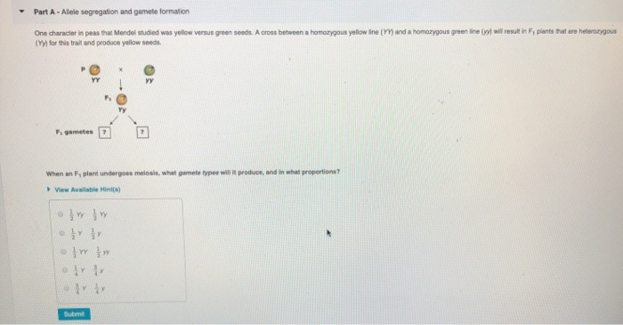 Solved Part A- Alele segregation and gamete formation One | Chegg.com