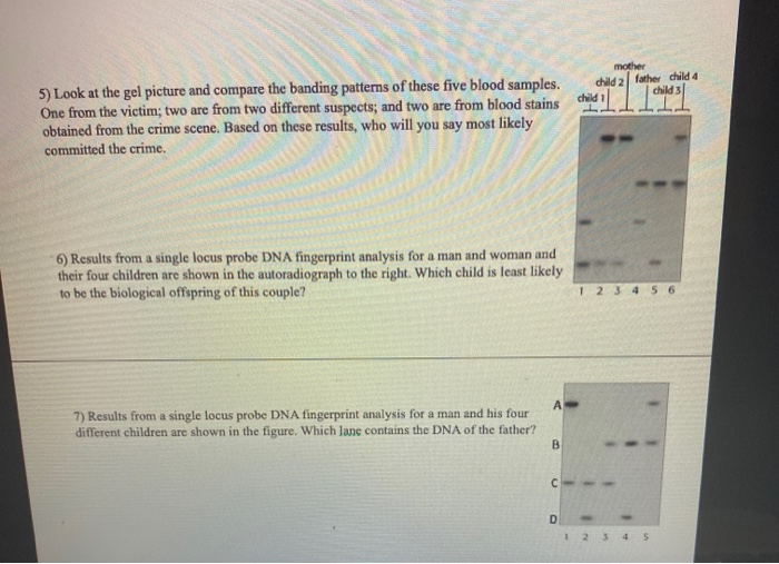 Solved то са BIO 4 Paternity test using DNA fingerprinting | Chegg.com