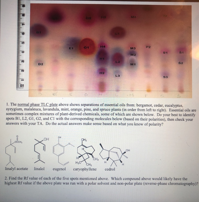 61 P2 M3 M2 M1 1. The normal phase TLC plate above | Chegg.com