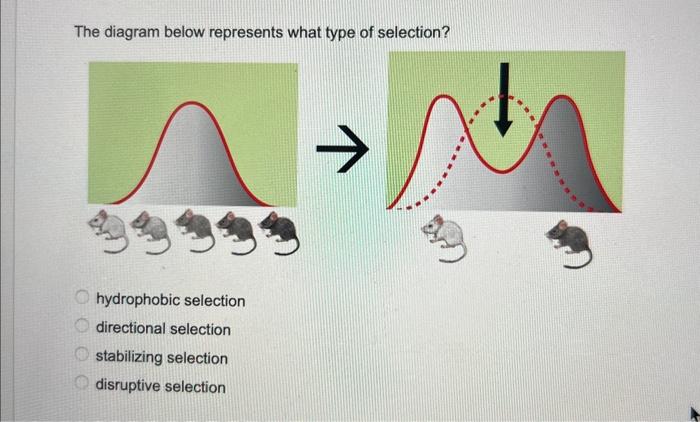 Solved The diagram below represents what type of selection? | Chegg.com