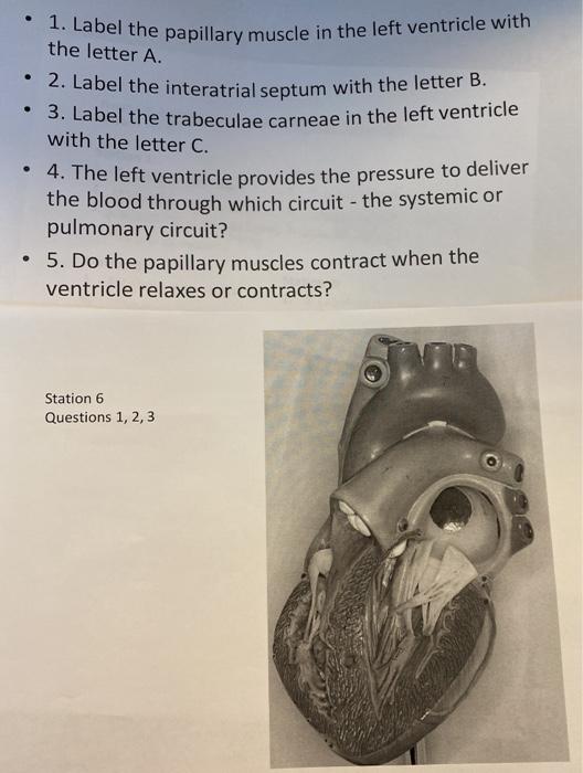 Solved the letter A. 1. Label the papillary muscle in the | Chegg.com