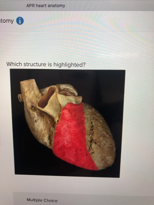APR heart anatomy my Which structure is highlighted? | Chegg.com