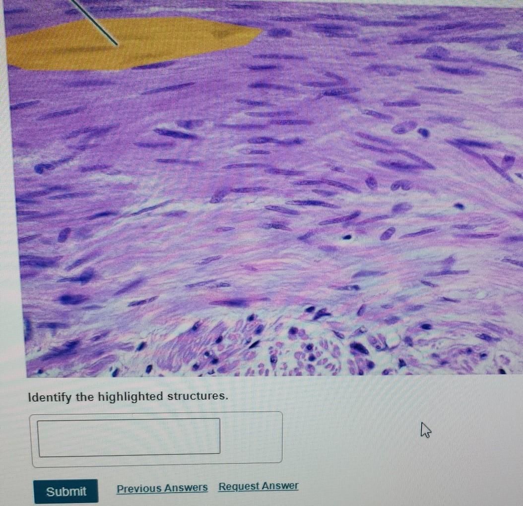 Solved Identify the highlighted structures. ho Submit | Chegg.com