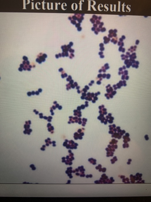 Uitnom Nem Unknown Bacteria Data Sheet Your unknown | Chegg.com