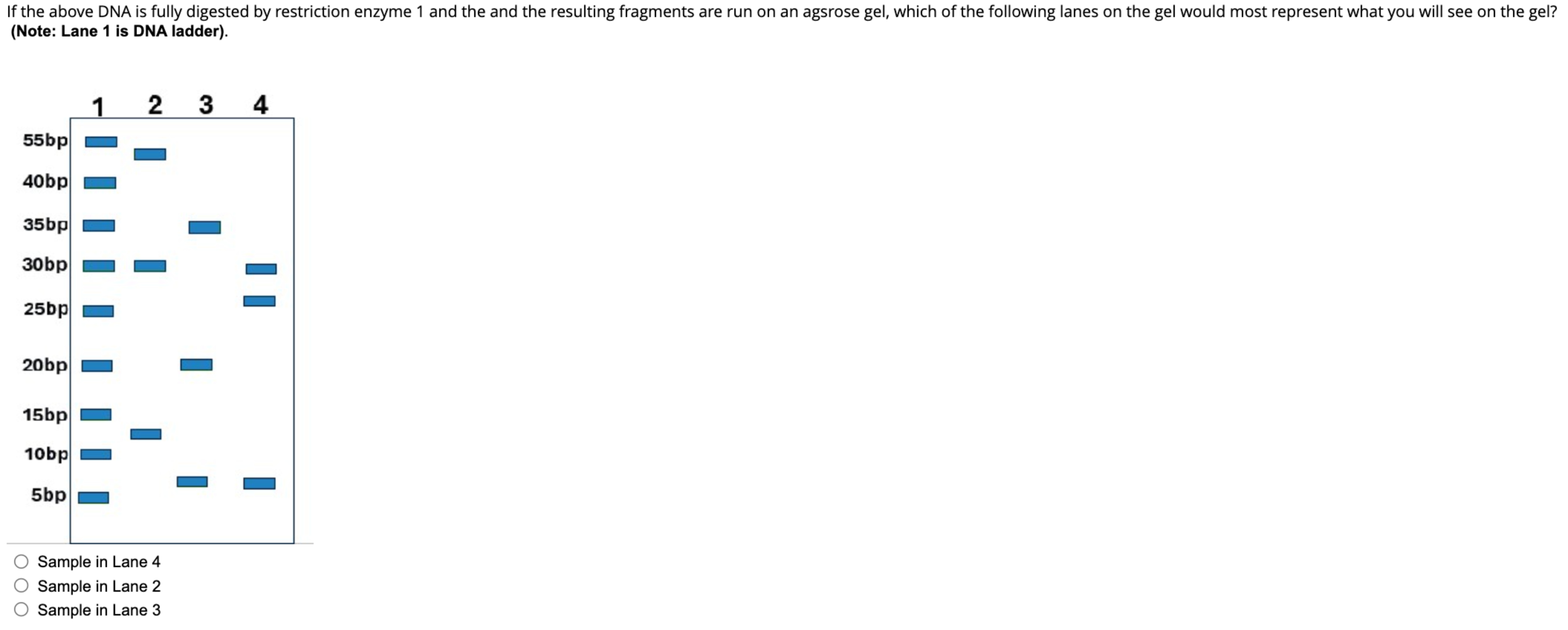 Solved If the above DNA is fully digested by restriction | Chegg.com