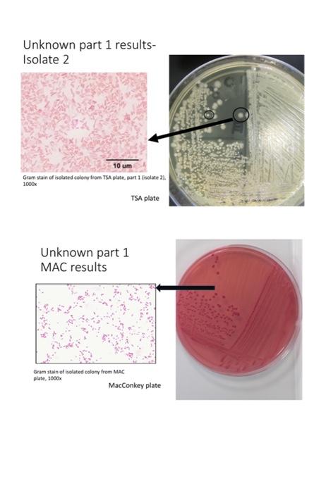 Solved BIOL 260 Unknowns Lab Part 1: Data Unknown Sample | Chegg.com