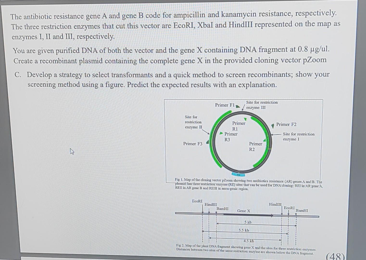 The antibiotic resistance gene A and gene B code for | Chegg.com