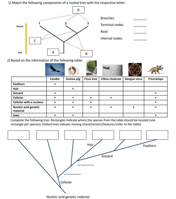 Solved Branches Terminal nodes Root Internal nodes 2) Based | Chegg.com