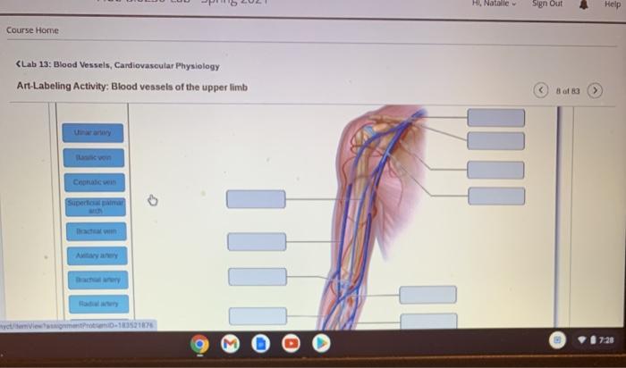 Solved Course Home (Lab 13: Blood vessels, Cardiovascular | Chegg.com