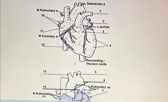 Solved Instructions: Using terms from the Heart Study Guide | Chegg.com
