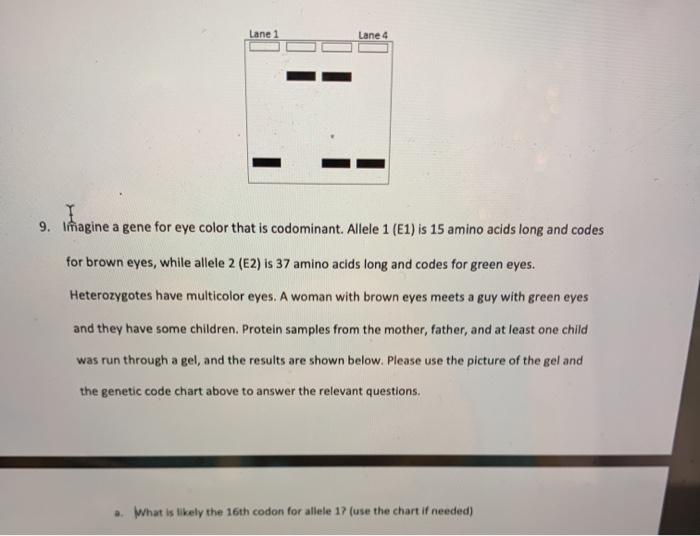 Solved Lane 1 Lane 4 9. Whagine a gene for eye color that is | Chegg.com