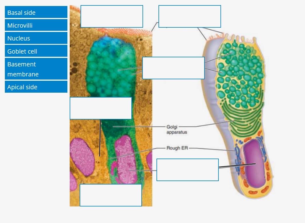 Solved Basal sideMicrovilliNucleusGoblet | Chegg.com