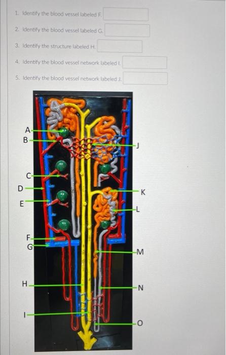 Solved 1. identify the blood vessel labeled F. 2. Centity | Chegg.com