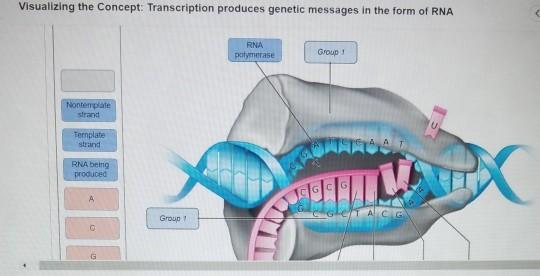 Solved Visualizing the Concept: Transcription produces | Chegg.com