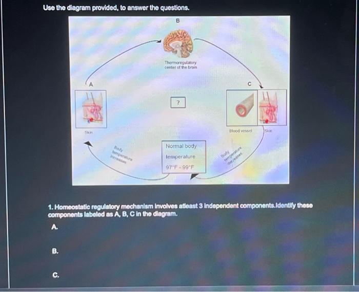 Solved Use the diagram provided. Homeostatic regulatory | Chegg.com
