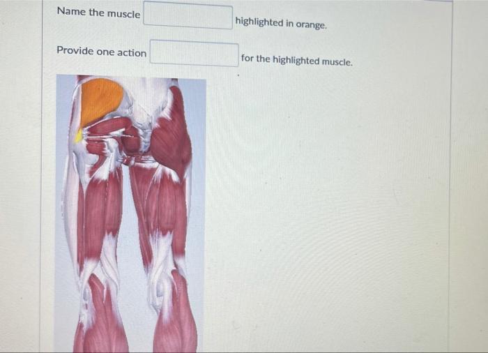 Solved Name the muscle highlighted in orange. Provide one | Chegg.com