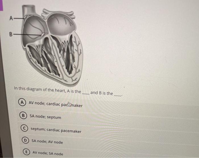 Solved A- B In this diagram of the heart, A is the ____ and | Chegg.com