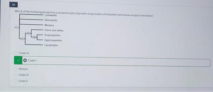 Solved Clade IV Mosses Clade III | Chegg.com