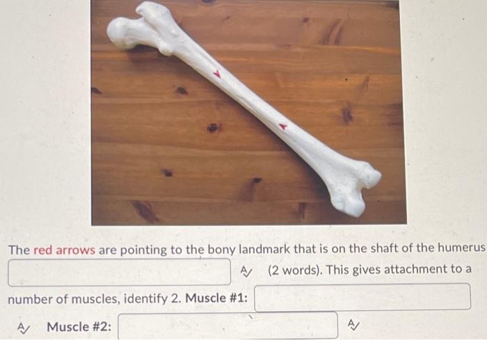 Solved The red arrows are pointing to the bony landmark that | Chegg.com