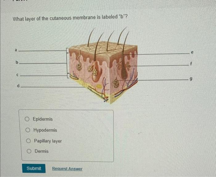 Solved Identify the highlighted layer. Submit Request Answer | Chegg.com