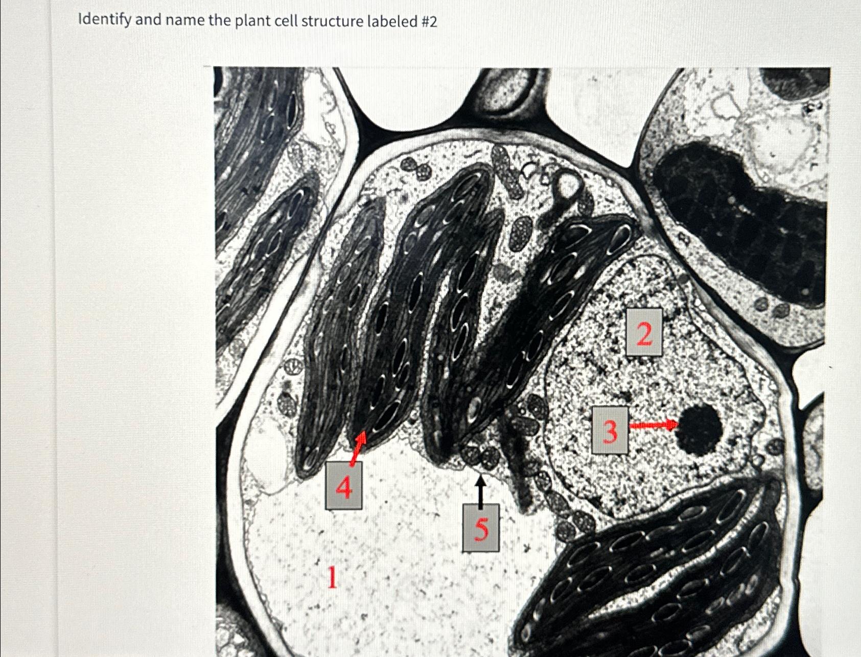 Solved Identify and name the plant cell structure labeled #2 | Chegg.com
