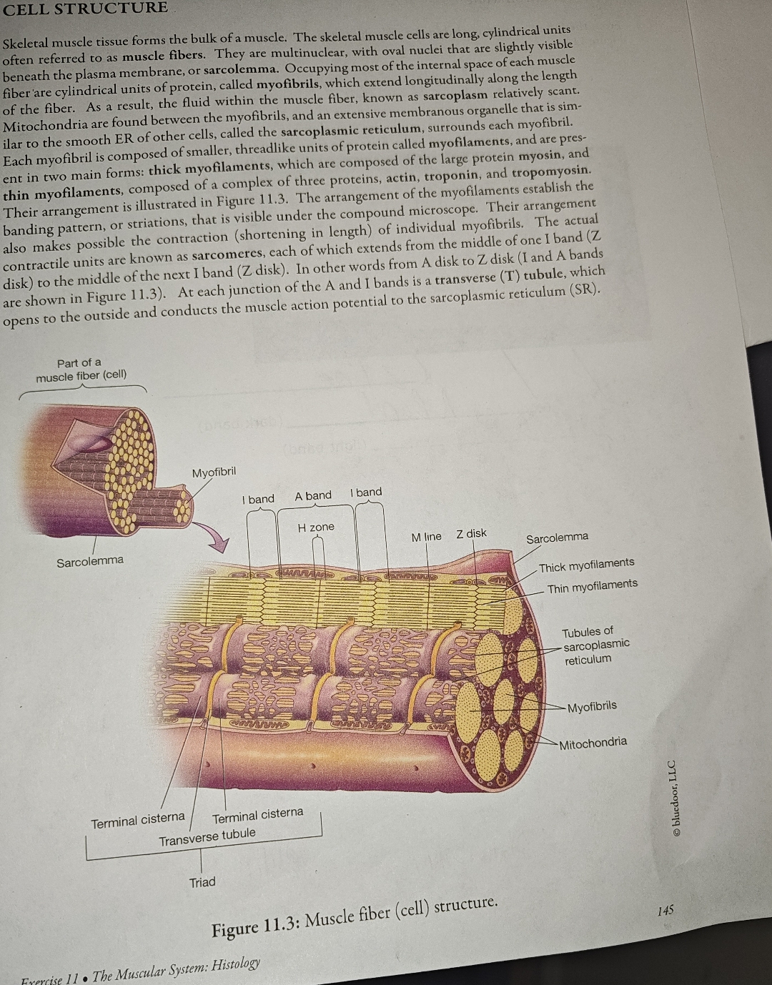 Solved CELL STRUCTURESkeletal muscle tissue forms the bulk | Chegg.com