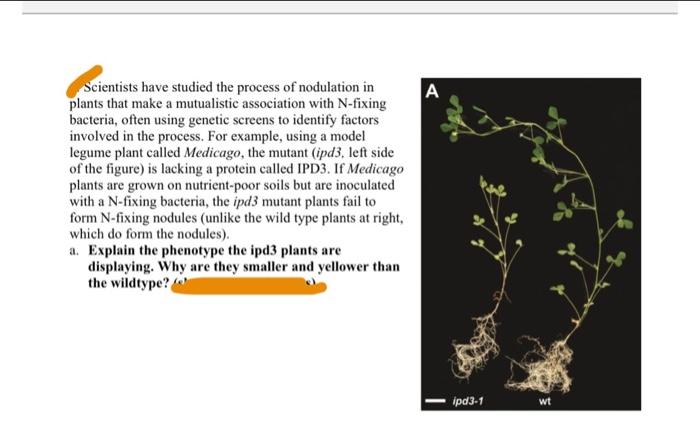 Solved А Scientists have studied the process of nodulation | Chegg.com