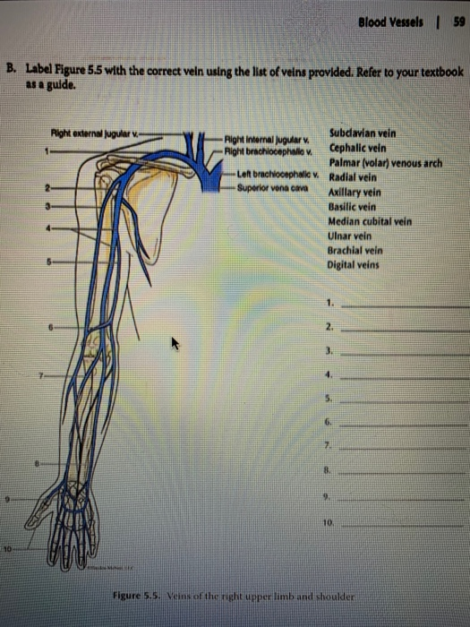 Solved SECTION 4: Major Vessels of the Upper Limb and | Chegg.com