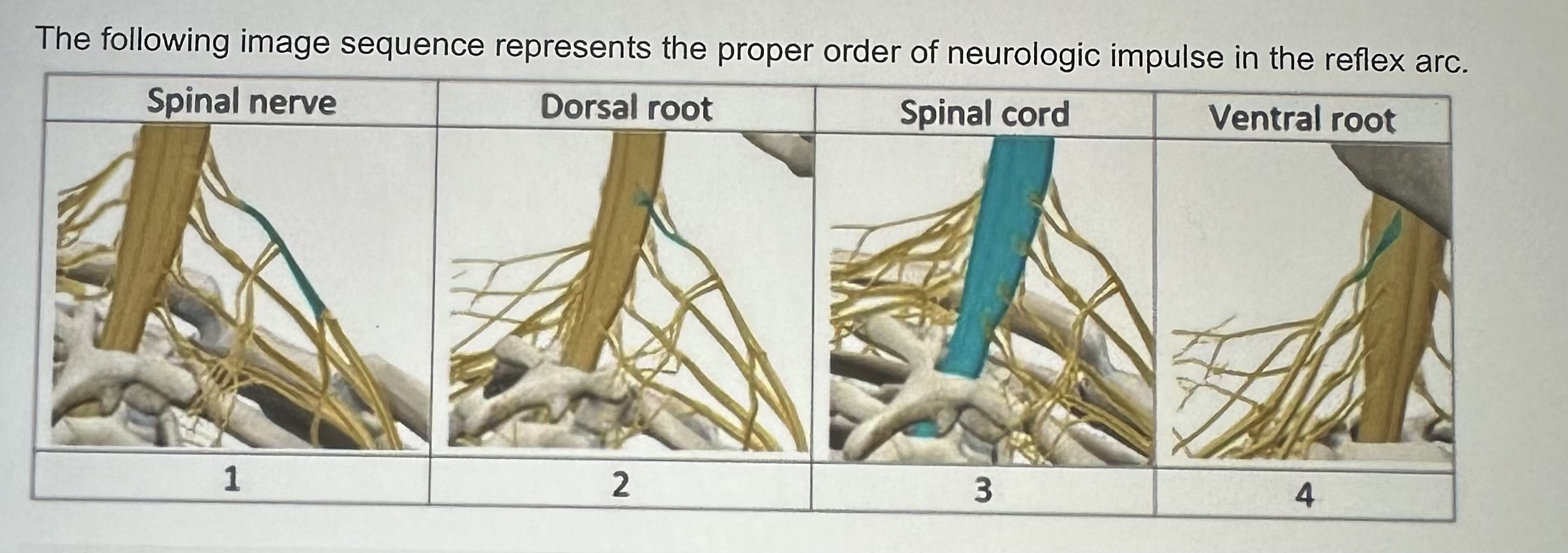 Solved LThe following image sequence represents the proper | Chegg.com