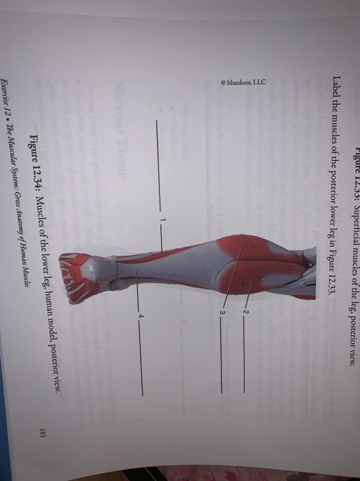 Solved Figure 12.33: Superficial muscles of the leg, | Chegg.com