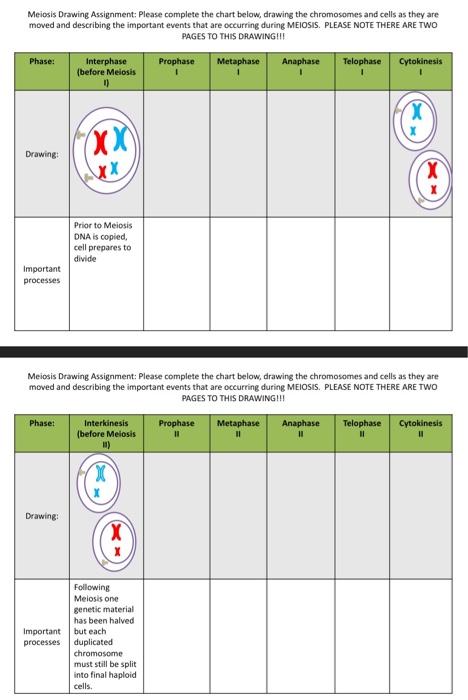 Meiosis Drawing Assignment: Please complete the chart | Chegg.com