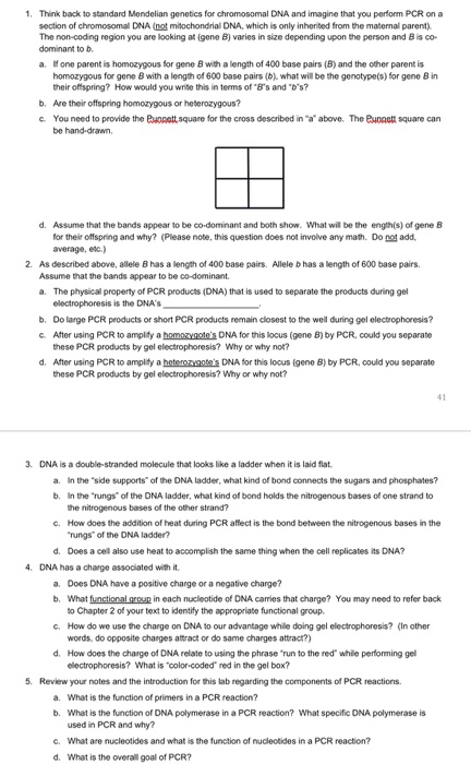 Solved 1. Think back to standard Mondelian genetics for | Chegg.com