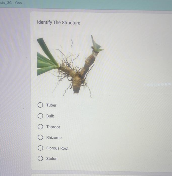 Solved Identify The Structure Tuber Bulb Taproot Rhizome | Chegg.com