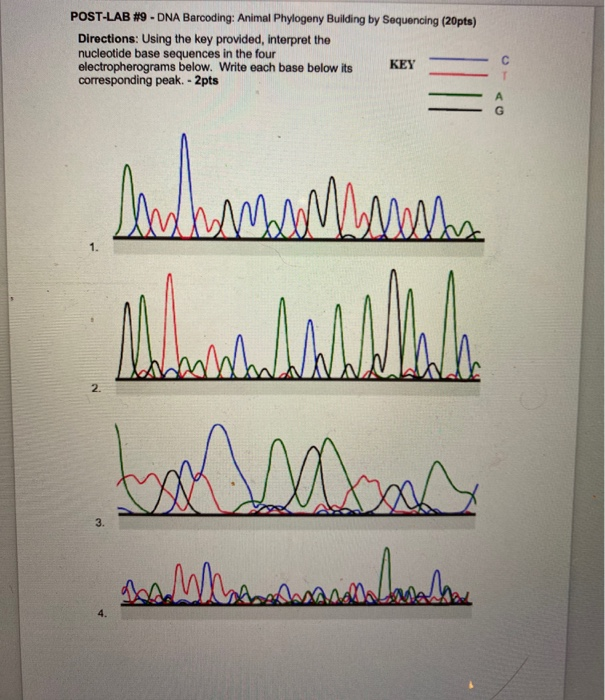 Solved POST-LAB #9 - DNA Barcoding: Animal Phylogeny | Chegg.com