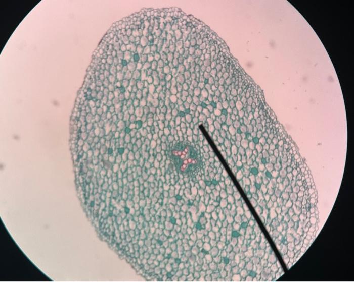 Solved Please label Xylem, Phloem, Pericycle, Endodermis, | Chegg.com