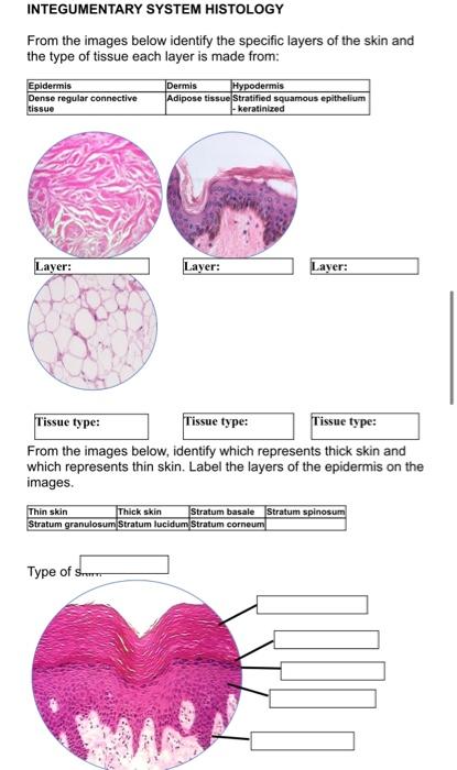 Helps regulate body temperature, UNIT 1 LABORATORY 5: | Chegg.com