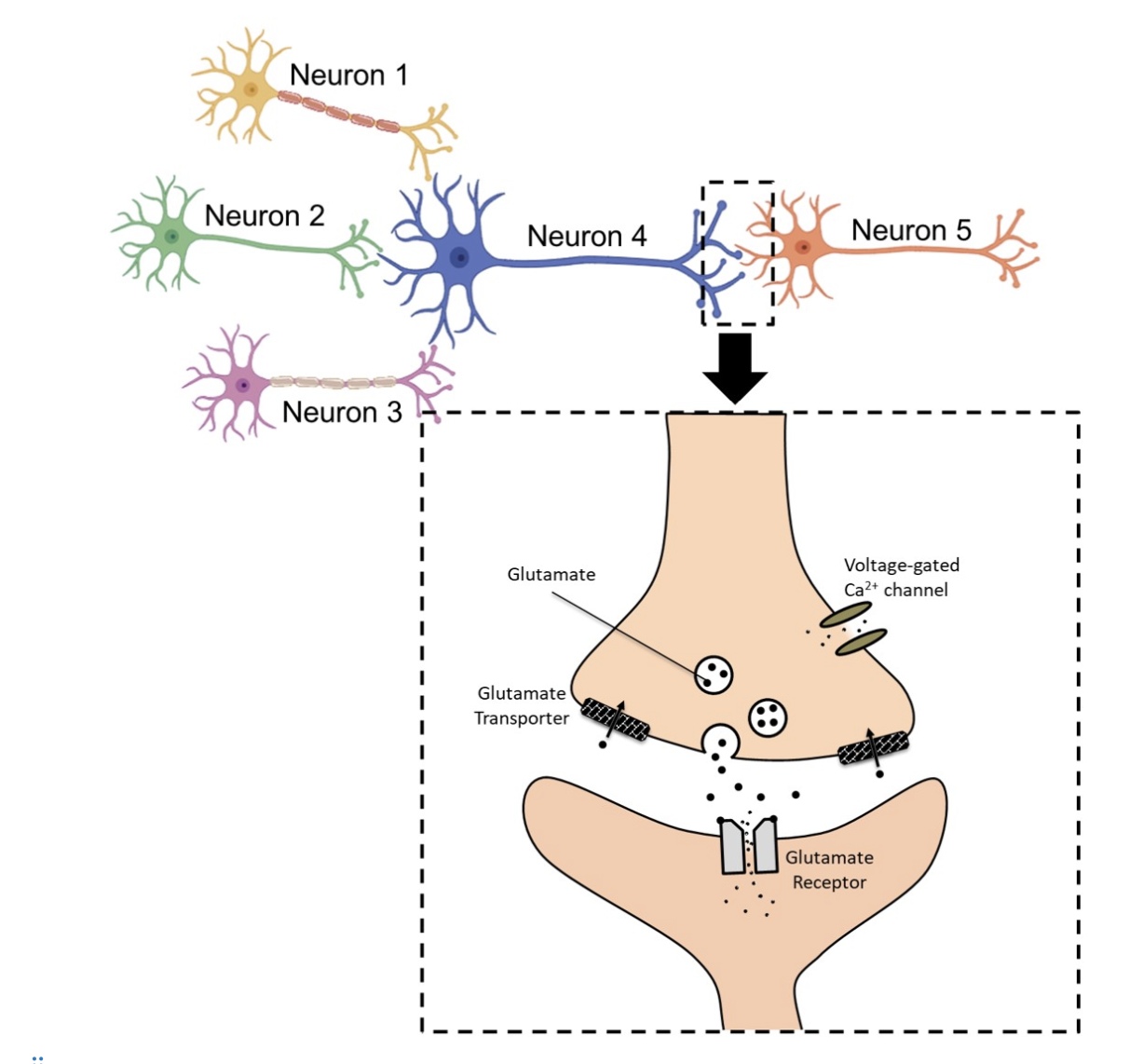 Solved If both Neuron 1 ﻿and Neuron 2 ﻿fire an action | Chegg.com