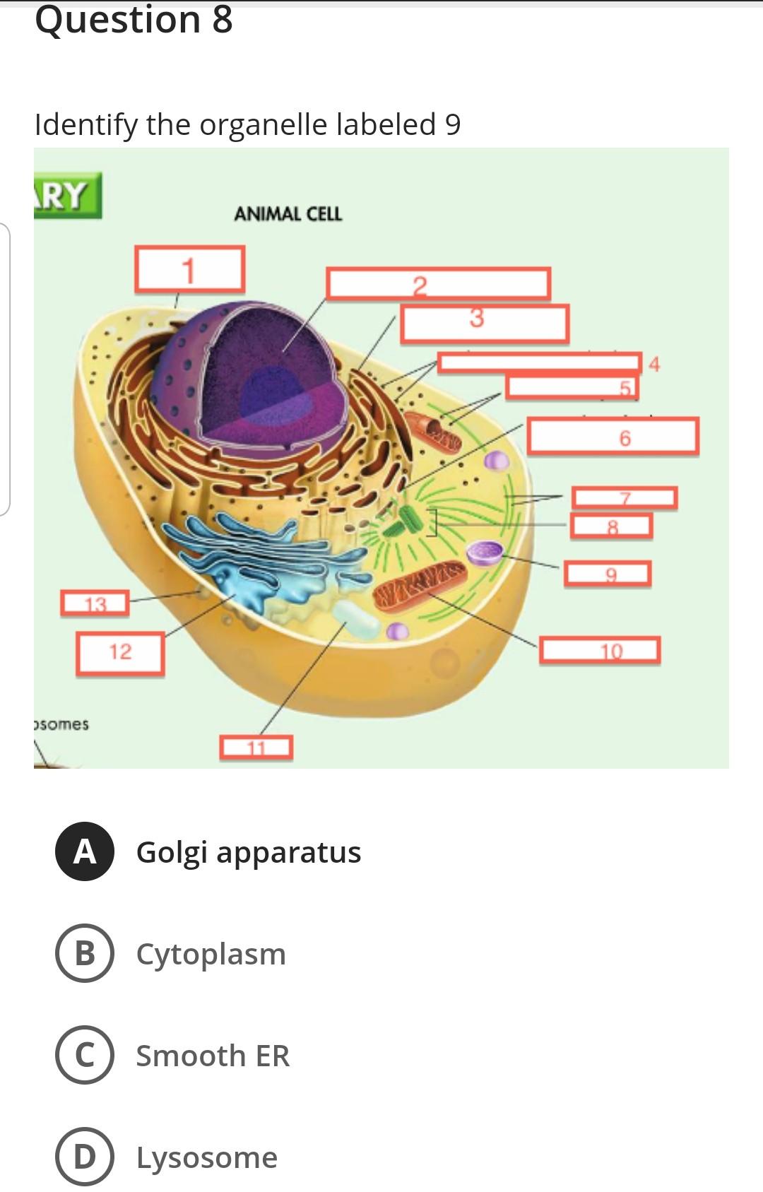 Solved Question 8 Identify the organelle labeled 9 RY ANIMAL | Chegg.com