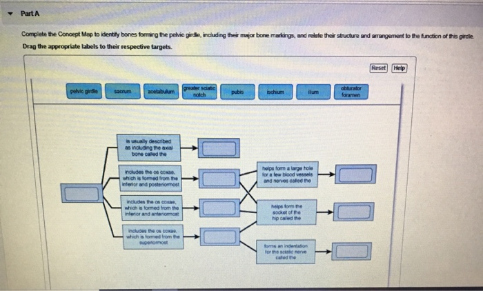 Solved Part A Complete the Concept Mup to identily bones | Chegg.com Solved Part A Complete the Concept Mup to identily bones | Chegg.com