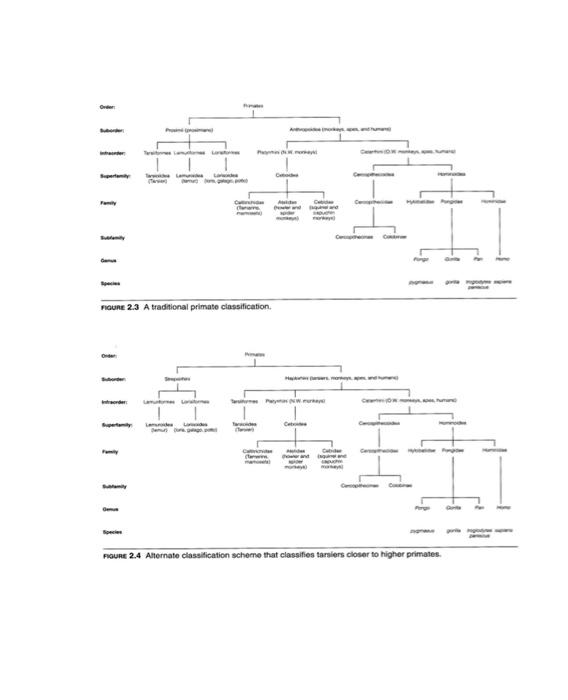 11 GURE 2.3 A traditional primate classification Law | Chegg.com
