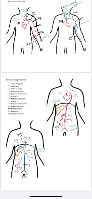 Blood Tracing and Map (50 pts): For the 4 locations | Chegg.com