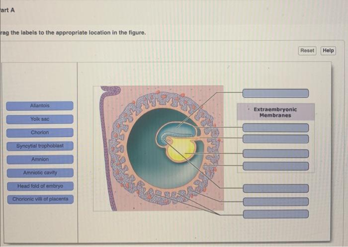 Solved rag the labels to the appropriate location in the | Chegg.com
