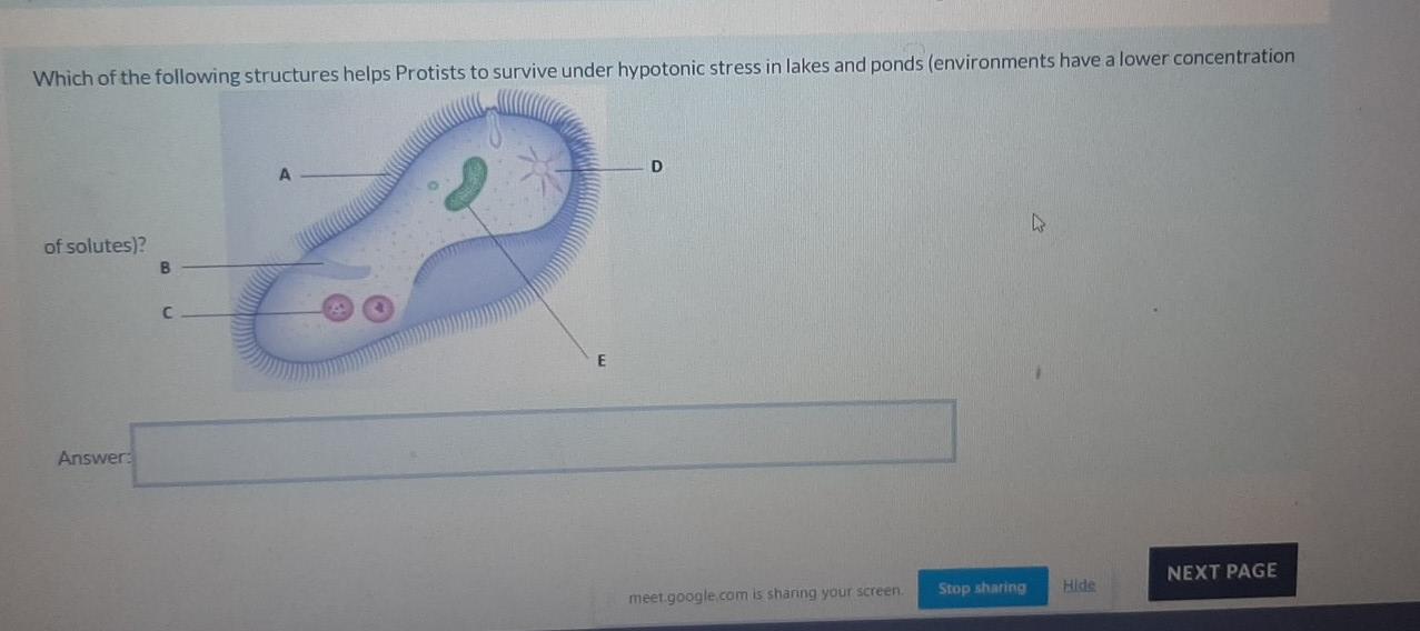 Solved Which of the following structures helps Protists to | Chegg.com