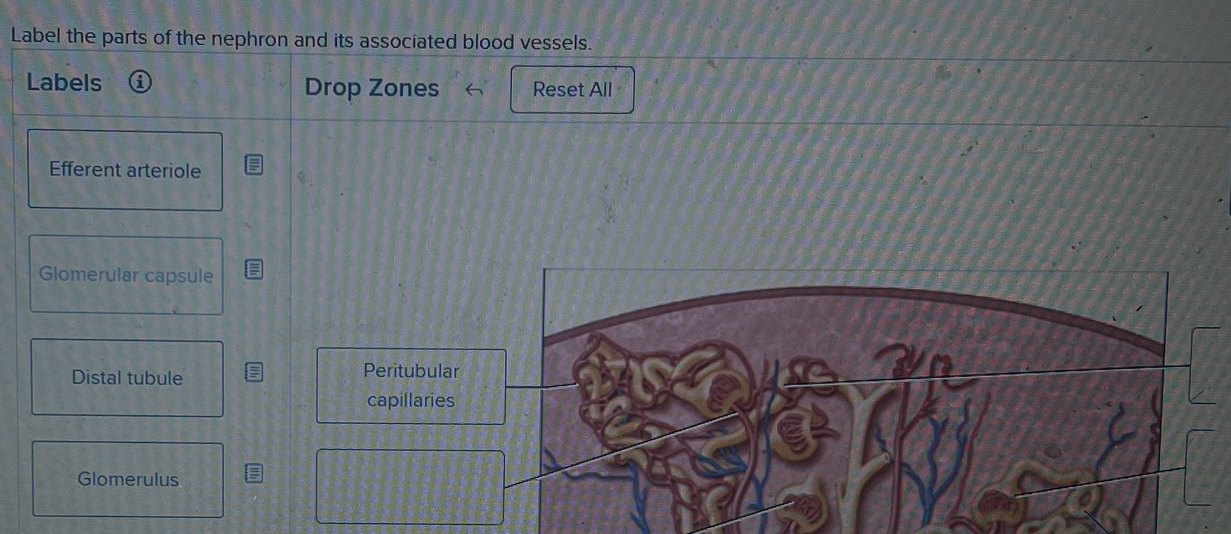 Solved Label the parts of the nephron and its associated | Chegg.com